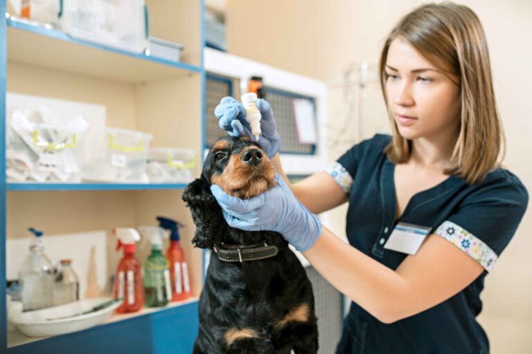 Pet Respiratory Care & Breath Treatment | North MS Pet Emergency