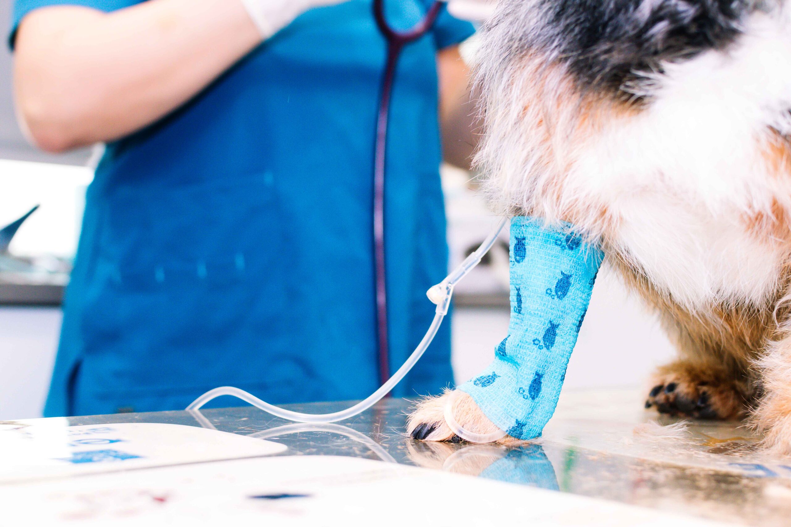 Pet Emergency Injury & Trauma Services | North MS Pet Emergency