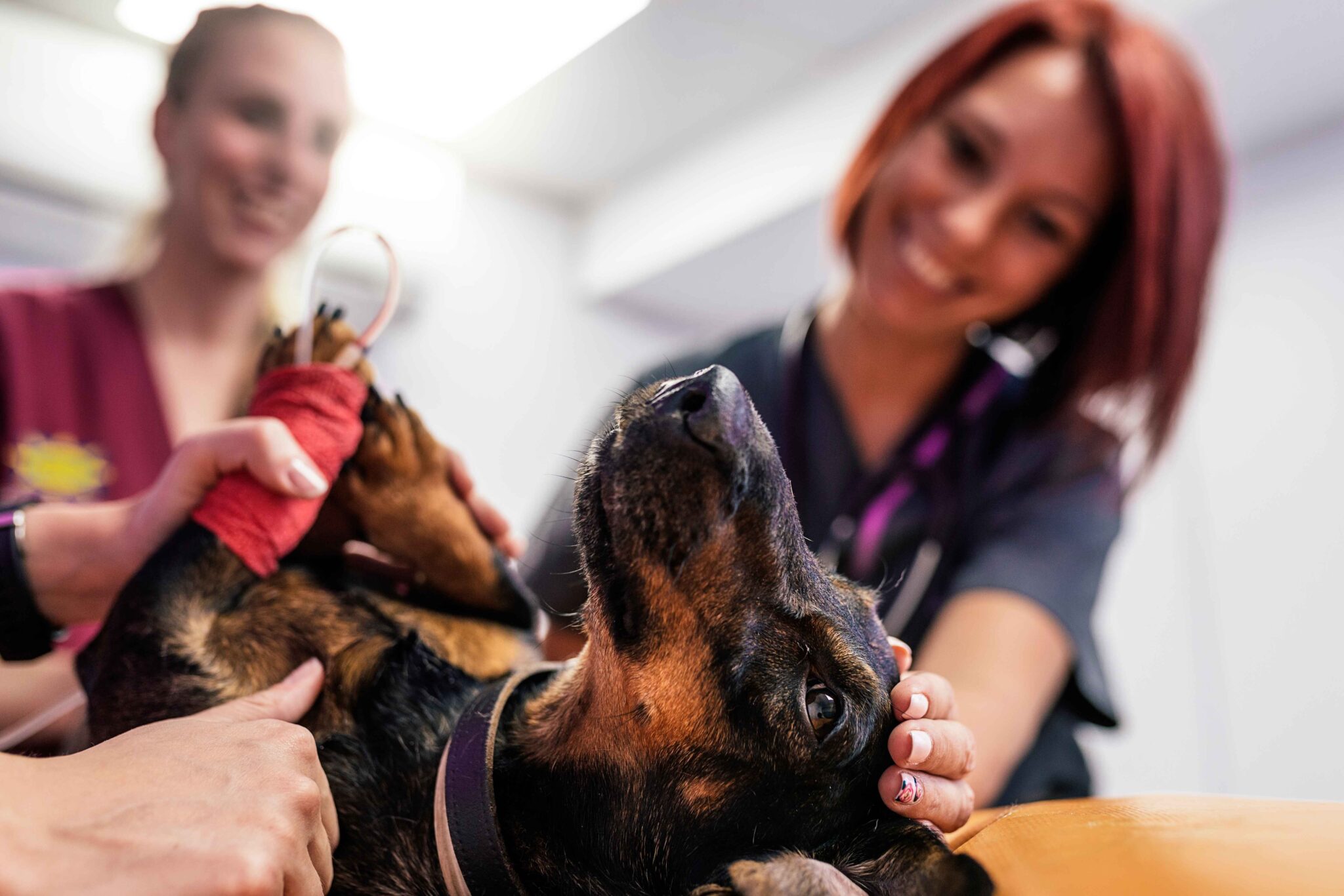 Pet Emergency Injury & Trauma Services | North MS Pet Emergency