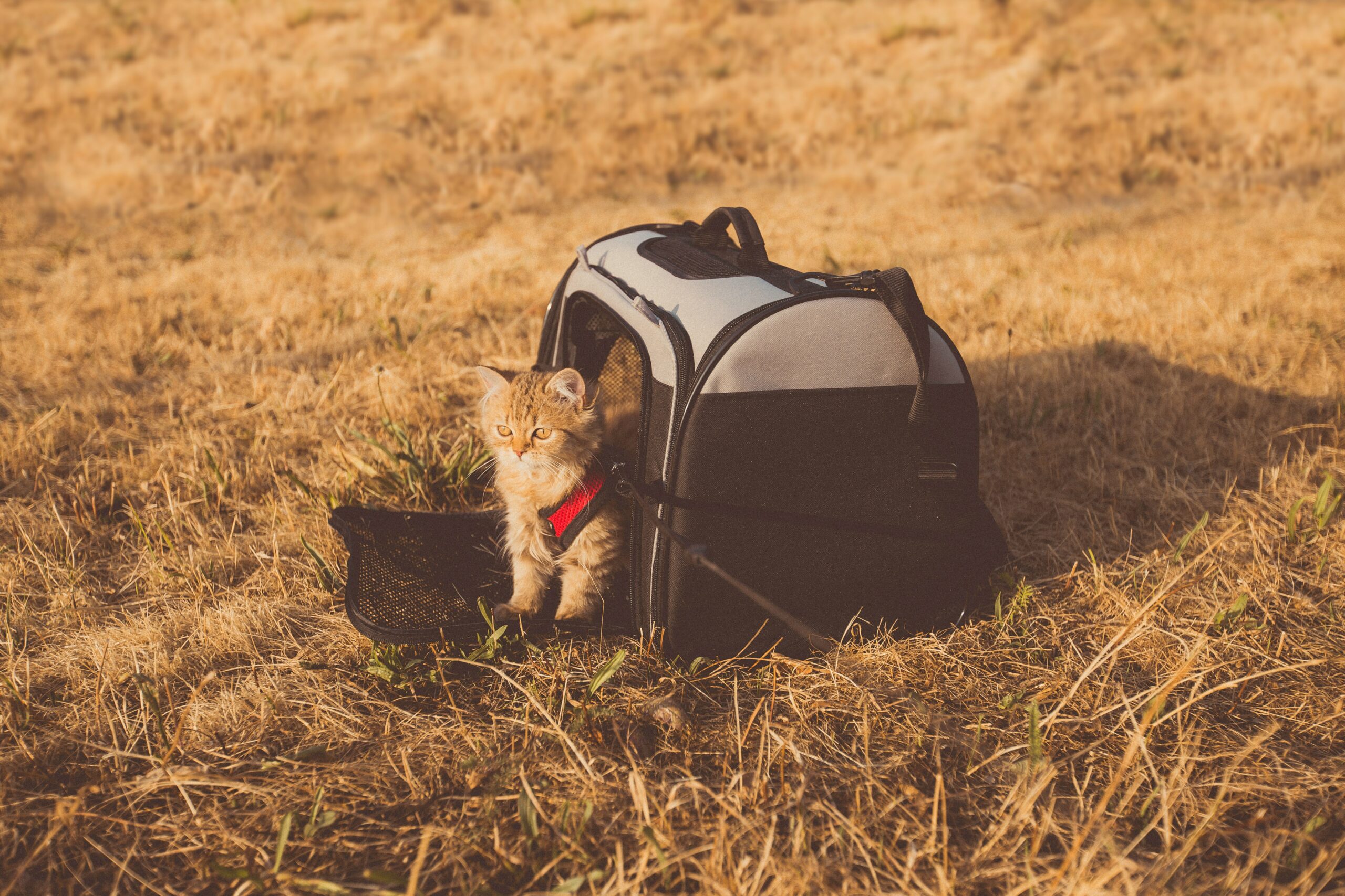 What to Do When Your Pet Gets Sick While Traveling