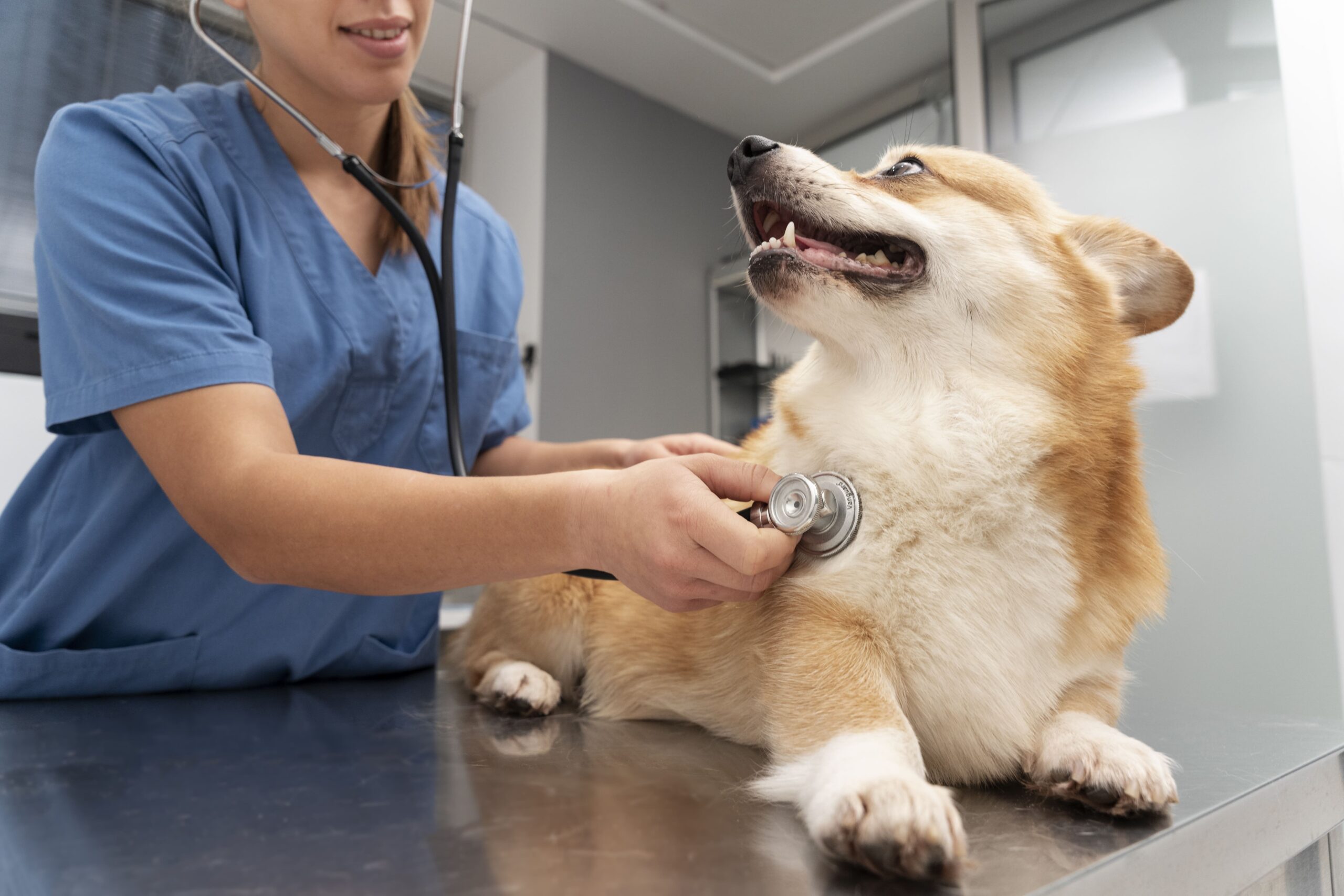 When to Take Your Dog to Emergency Vet for Sudden Illness or Injury