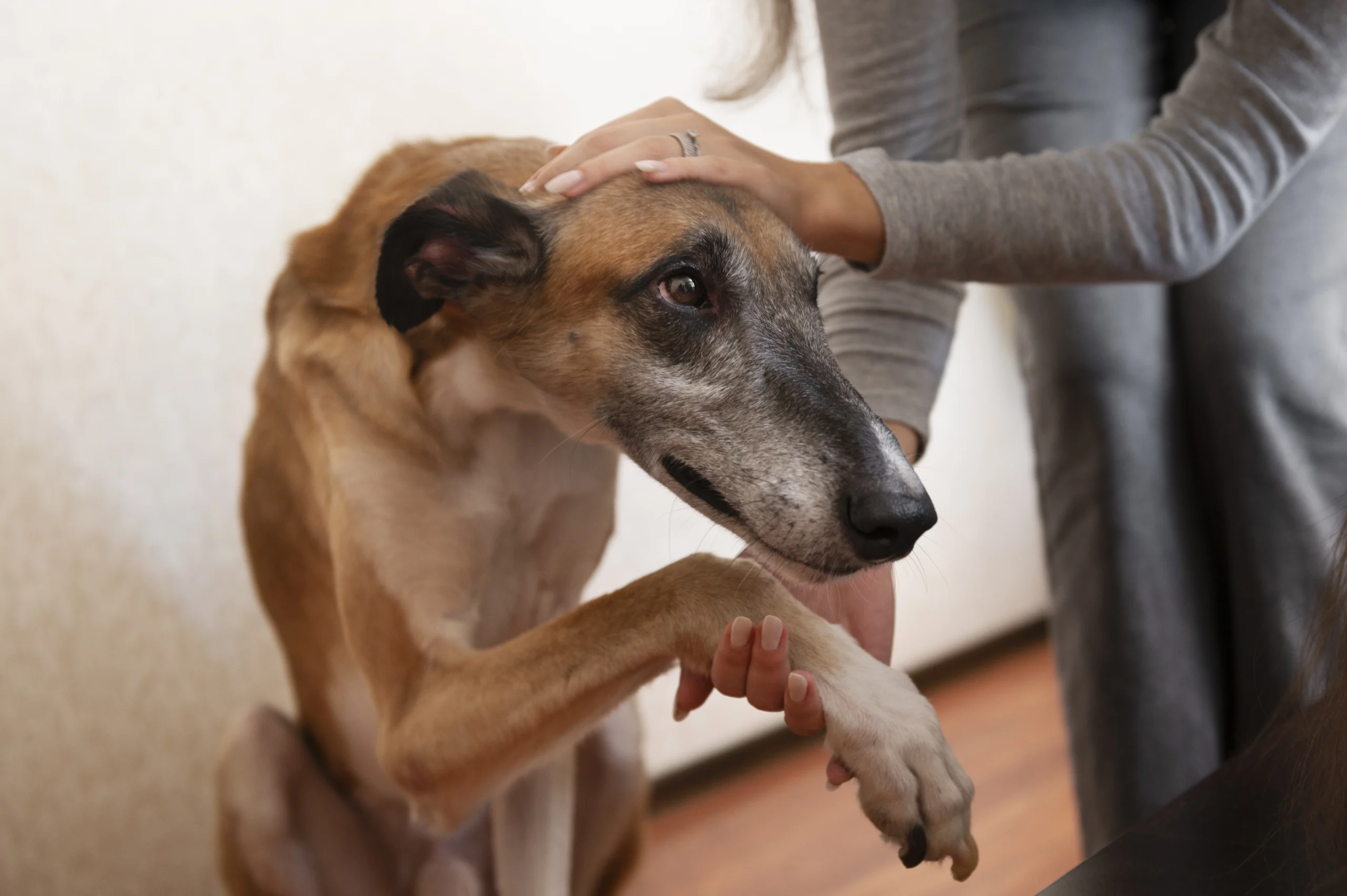 Early Signs of Elbow Dysplasia in Dogs Every Owner Should Know