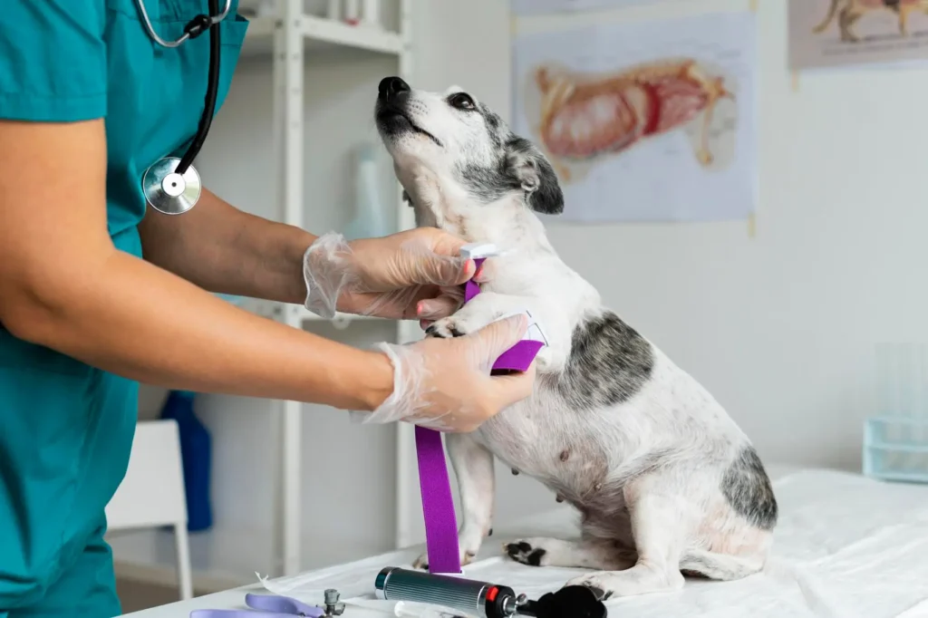 Best Treatments for Burned Dog Paws and Preventing Damage