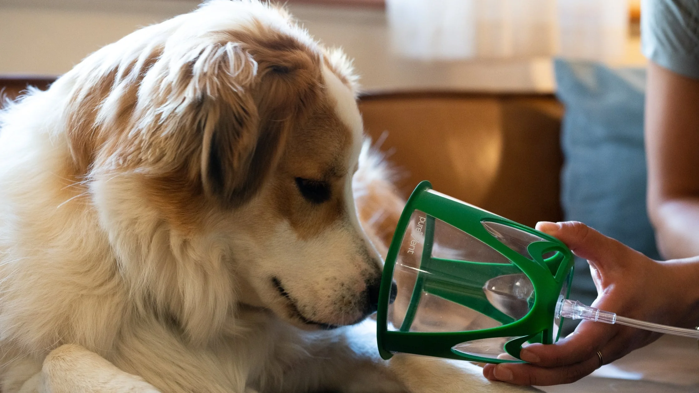 Early Signs of Pneumonia in Dogs Every Owner Should Watch For