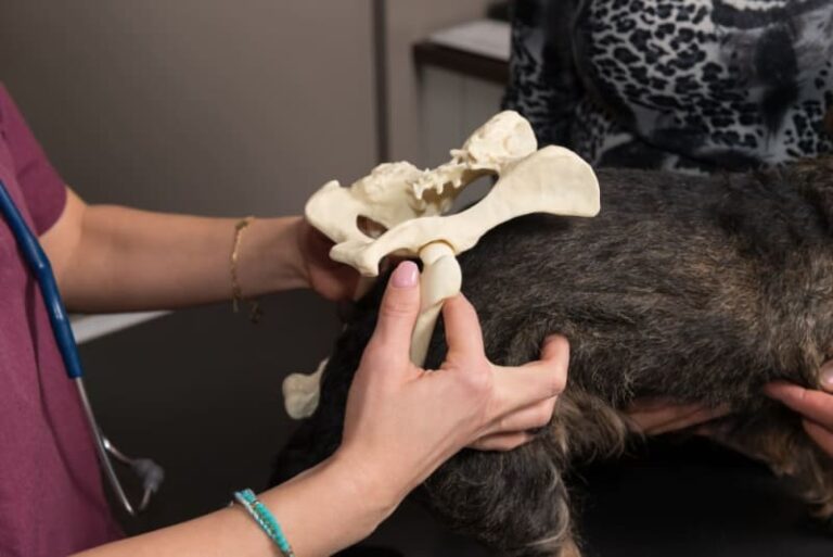 Understanding Different Hip and Joint Pain Relief Options for Dogs ...