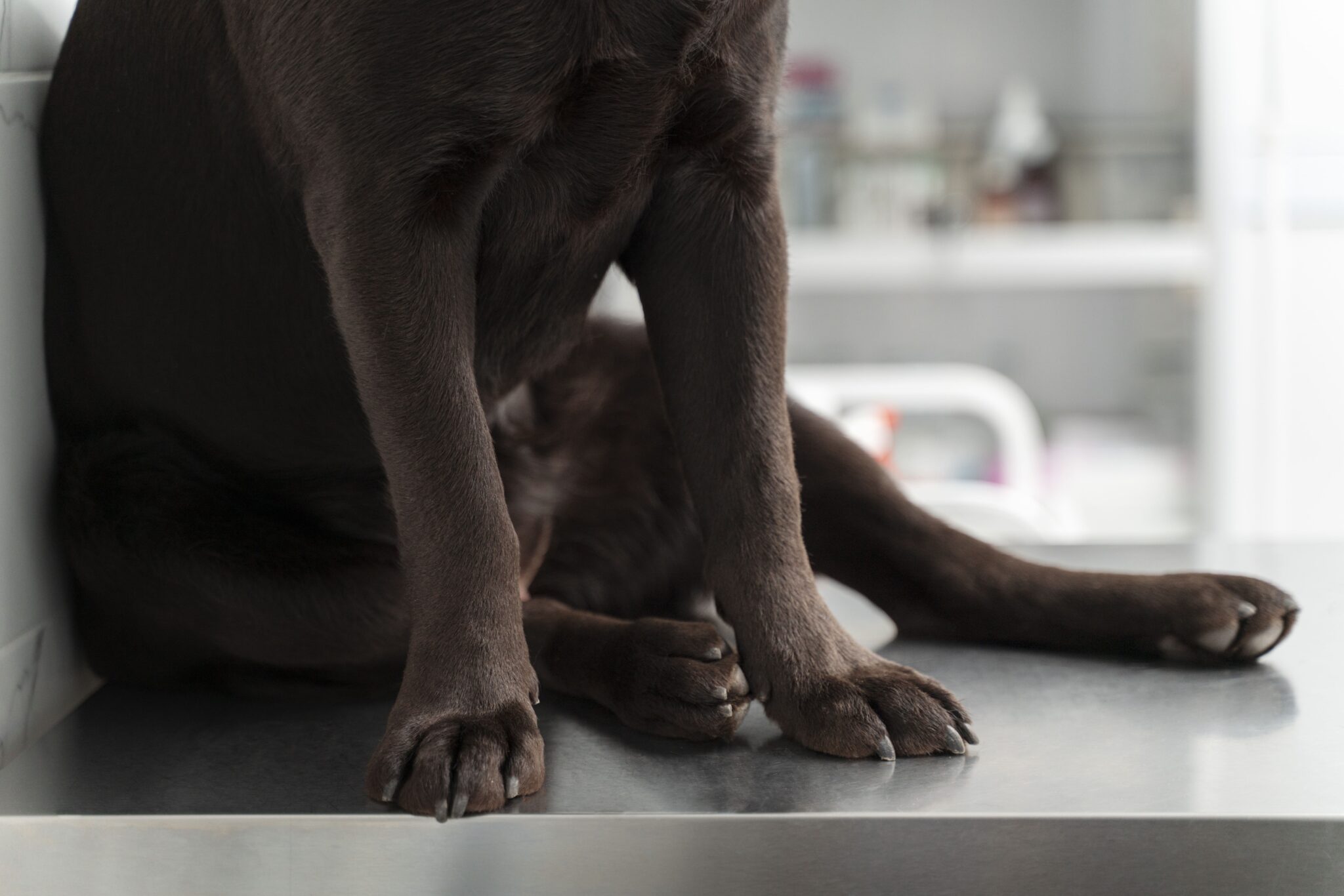 What Pet Owners Should Expect With a Dog Femur Bone Fracture